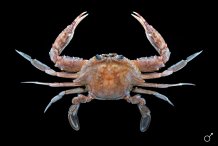Crab Database · Educational Gallery