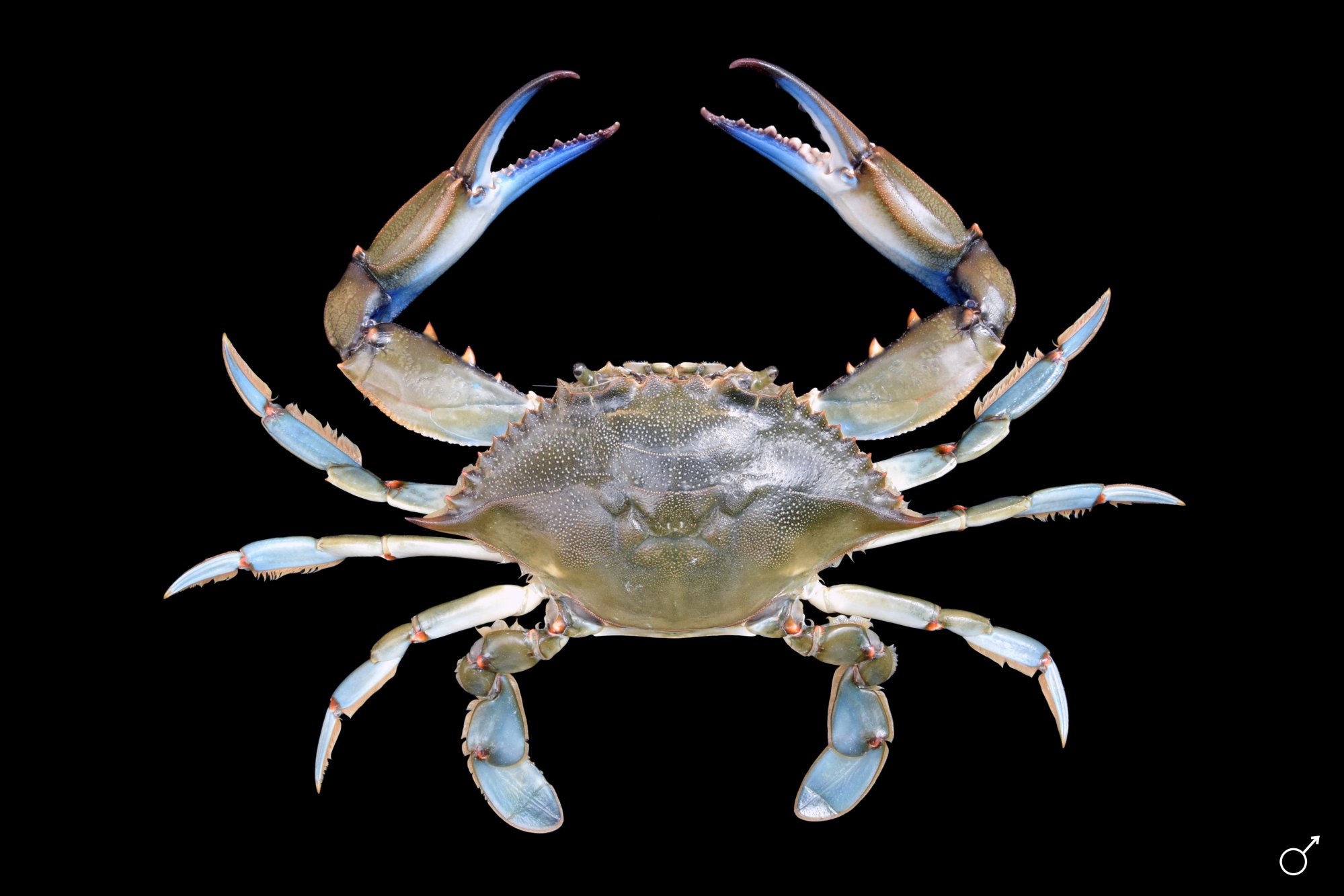 Crab Database · Crabs · Species Callinectes sapidus
